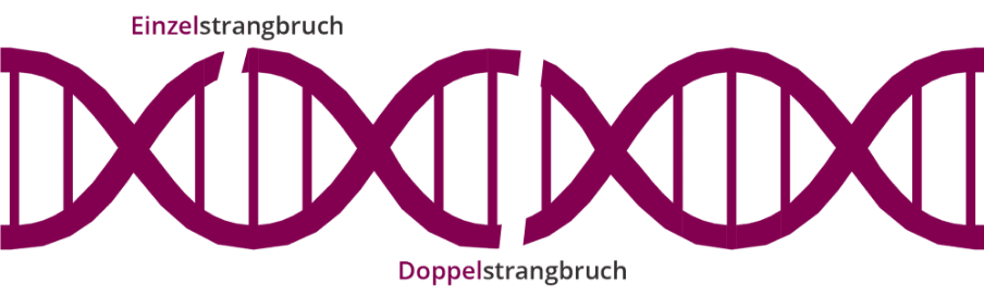 Krebsentstehung und Genmutationen Zusammenhänge verstehen